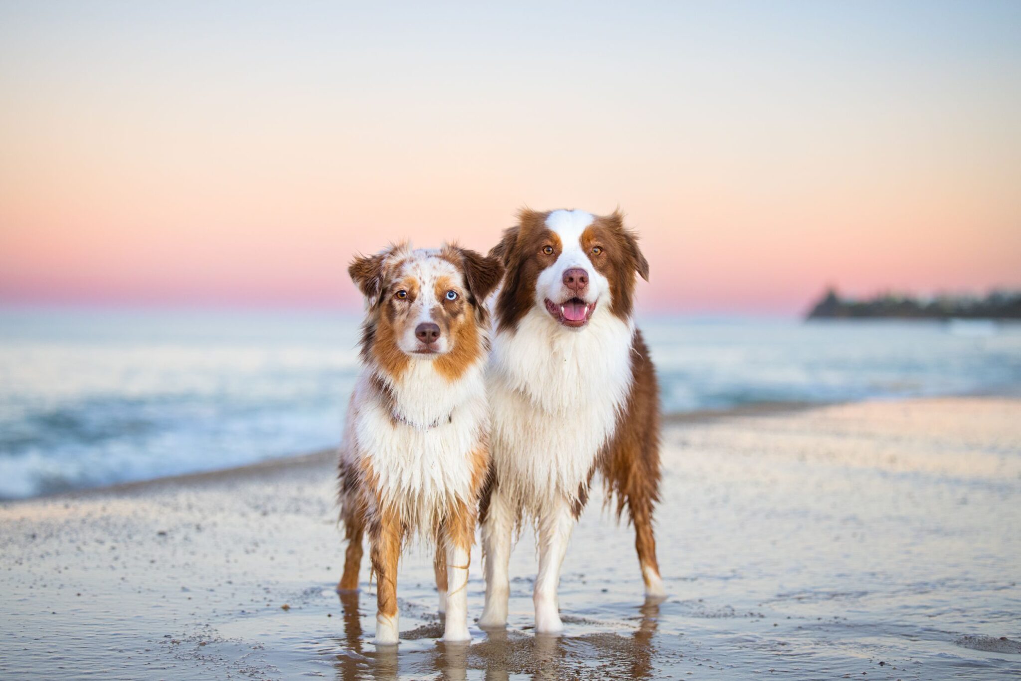 The Complete Guide to Transporting Pets Safely - Rank Help Pro