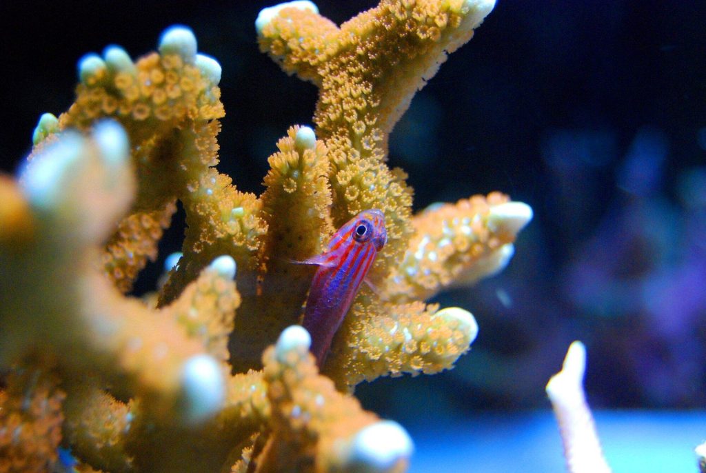 Understanding the Role of Each Member of Your Reef Tank Clean Up Crew ...